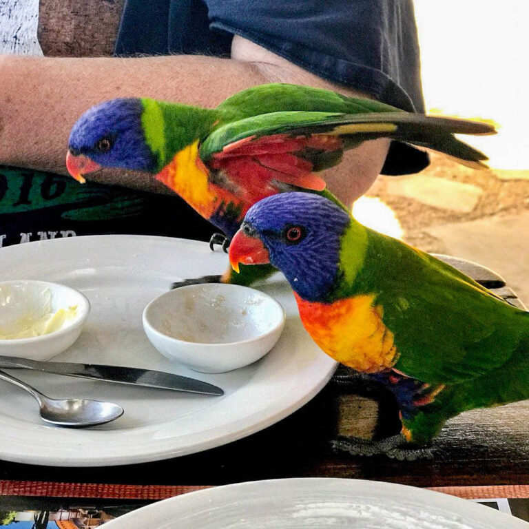 Sapphire Fossicking Tours & Café | PATS Gems